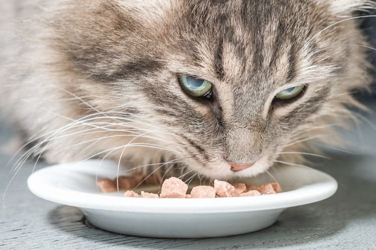 Best Low Carb Cat Food 2022 Best Cat Foods Advisor