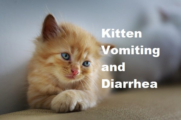 Kitten Vomiting and Diarrhea (Causes and Treatment) - Cat Food Advisor